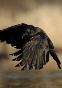 25 Enigmatic Raven Tattoo Ideas That Will Inspire Your Next Ink